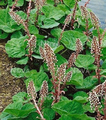 Petasites Hybridus-Kabalak Otu Fidanı