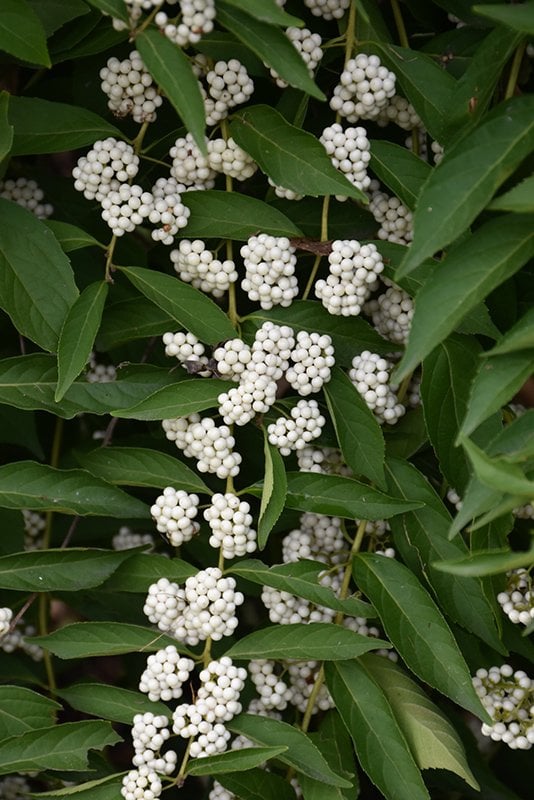 Callicarpa Americana 'Alba' White American Beauty-Beyaz Güzellik Üzümü