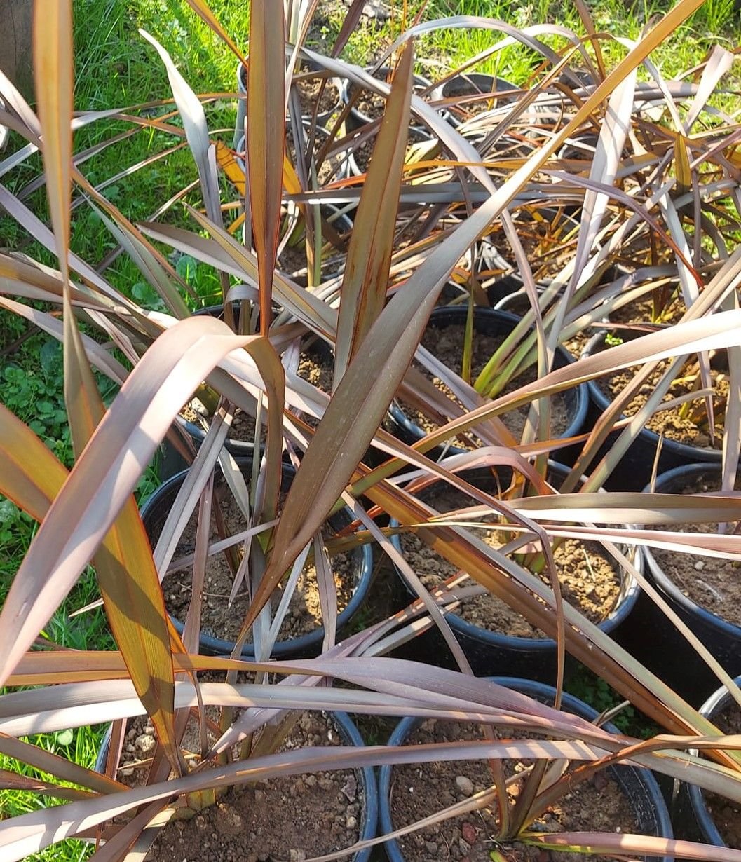 Phormium tenax Atropurpureum- 80-120 cm- Saksıda-Bordo Yeni Zelanda Keteni