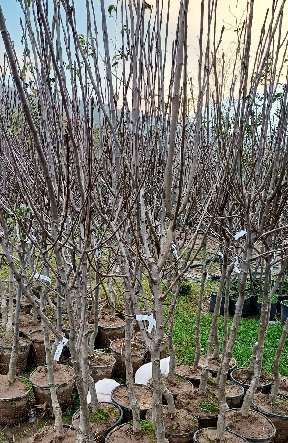 Armut (Santa Maria) Fidanı 6-7 Yaş-200-230 cm-Gövde Çevresi 10-14 cm