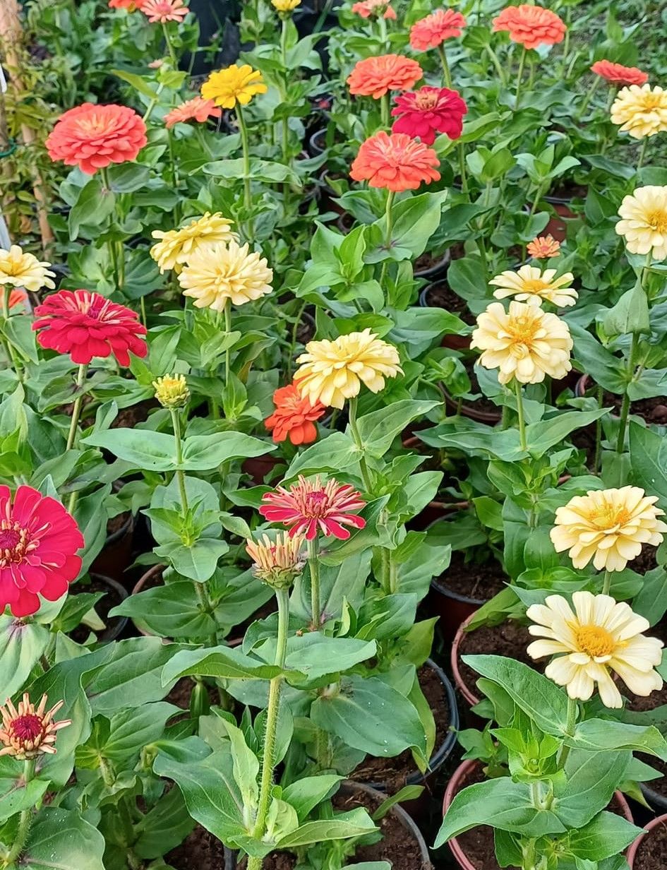 Zinya (Kirli Hanım Çiçeği) Fidesi Üzeri Çiçekli